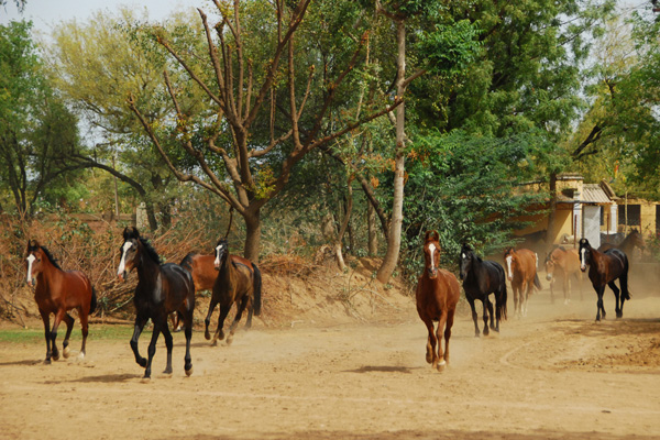 Marwari-The Desert Horse of India – Dreaming of Arabians